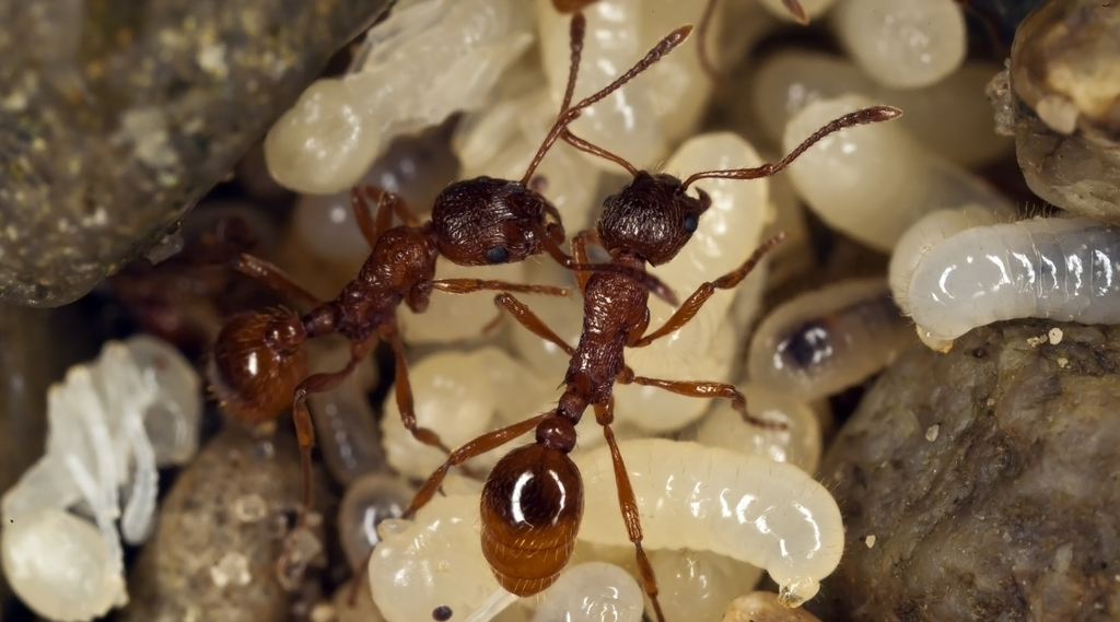 How to Identify European Fire Ants – PestHQ