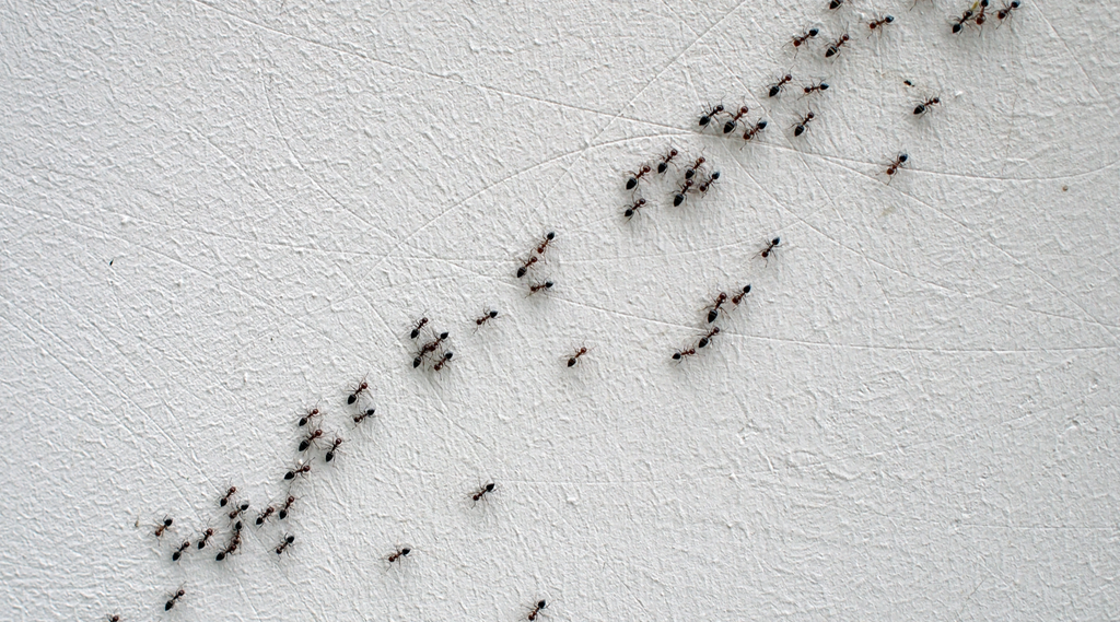 How To Follow Ant Trails – PestHQ