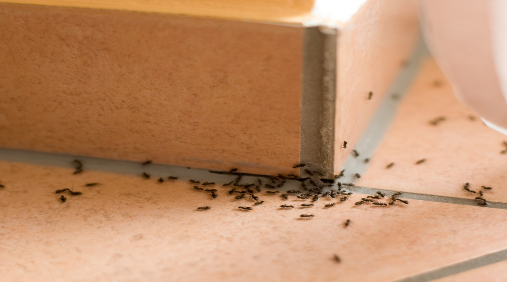 How To Identify Ants – PestHQ