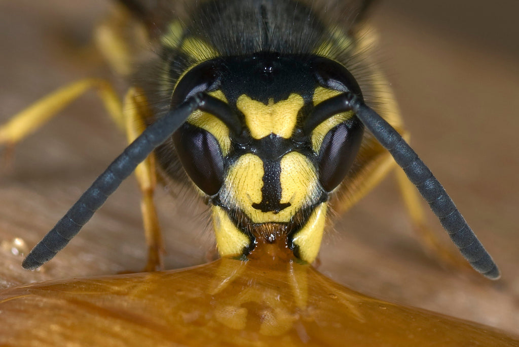 When aggressive ‘bees’ roam the backyard – PestHQ