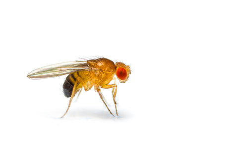 Tiny flies are invading my kitchen. How do I get rid of them? – PestHQ