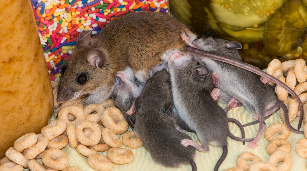 Steps to prevent rodents – PestHQ