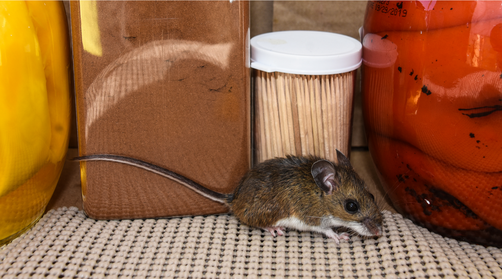 Why are mice in my house? – PestHQ