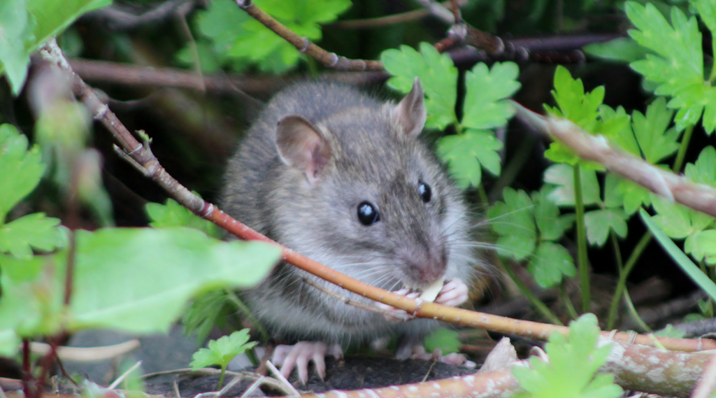Rats in the garden? – PestHQ