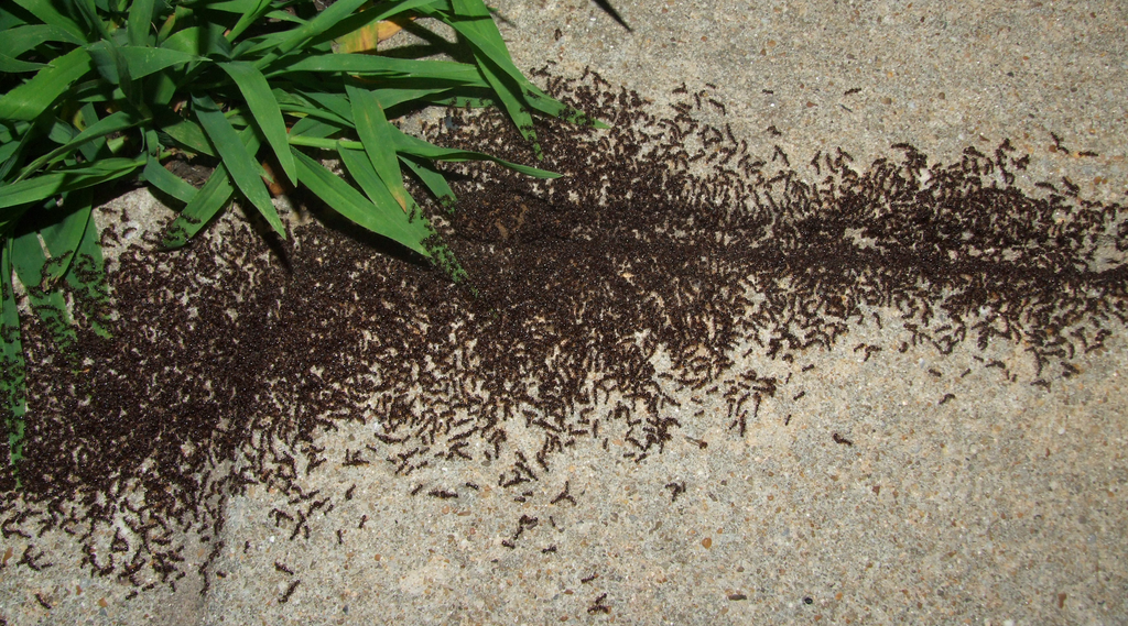 Pavement Ant Nest Pavement Ants In House How To Get Rid Of Them