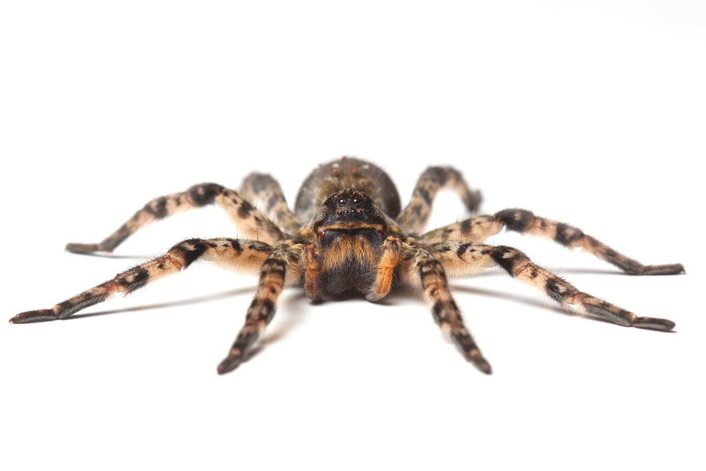 Why do spiders freak us out? – PestHQ