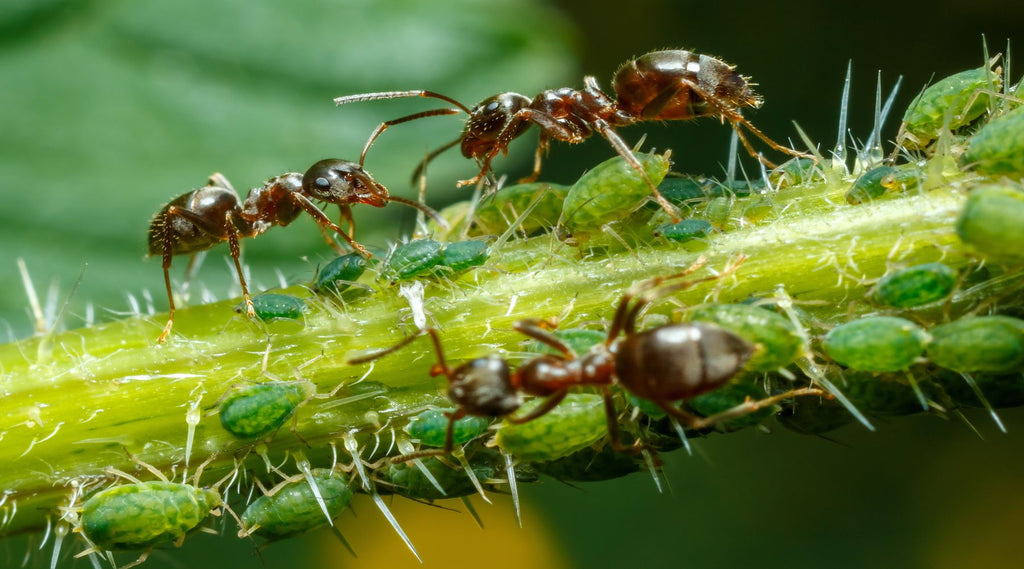 The 7 Most Common Ant Pests in Canada – PestHQ